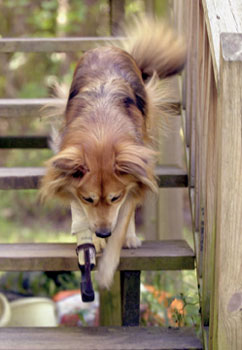 Rebound Hounds: Helping Your Dog Rebound After An Amputation