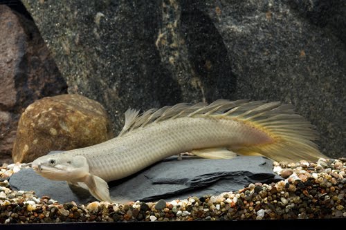 Mania de Aquário: Polypterus sp.