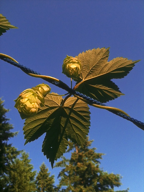 Beer DIY: September 2011
