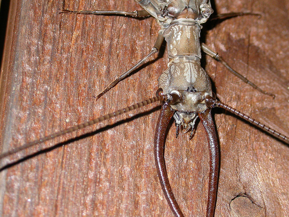 Squirrel's View: Dobsonflies
