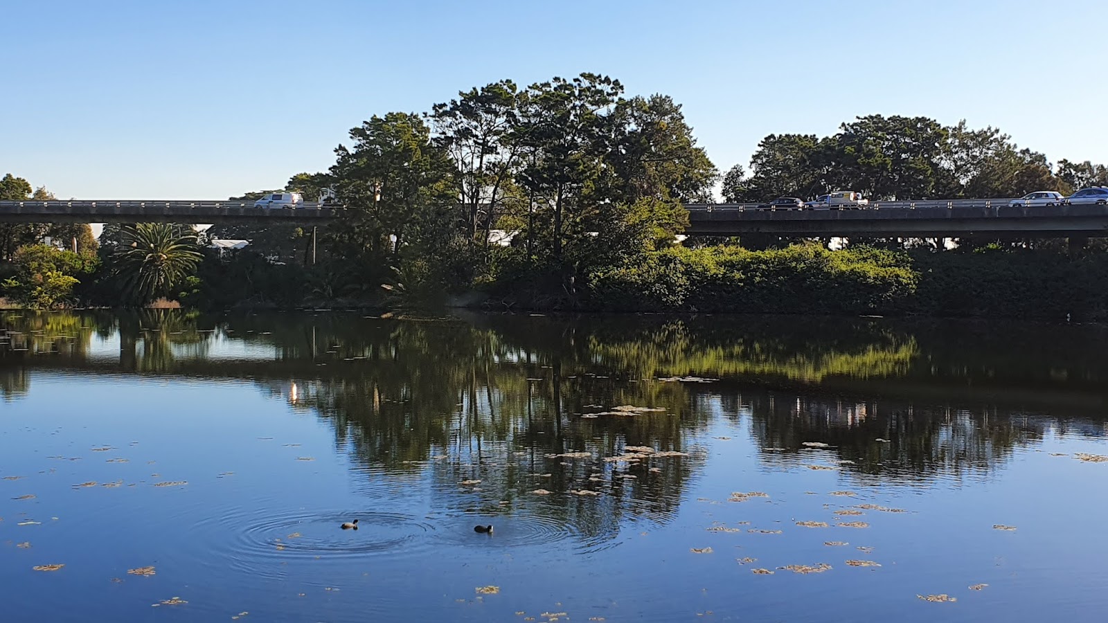 Sydney - City and Suburbs: Botany, pond