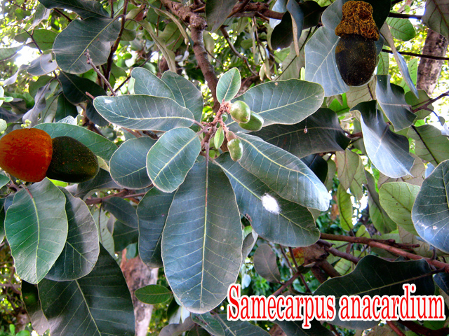 Indian Herbal Traditions "Re-visited"