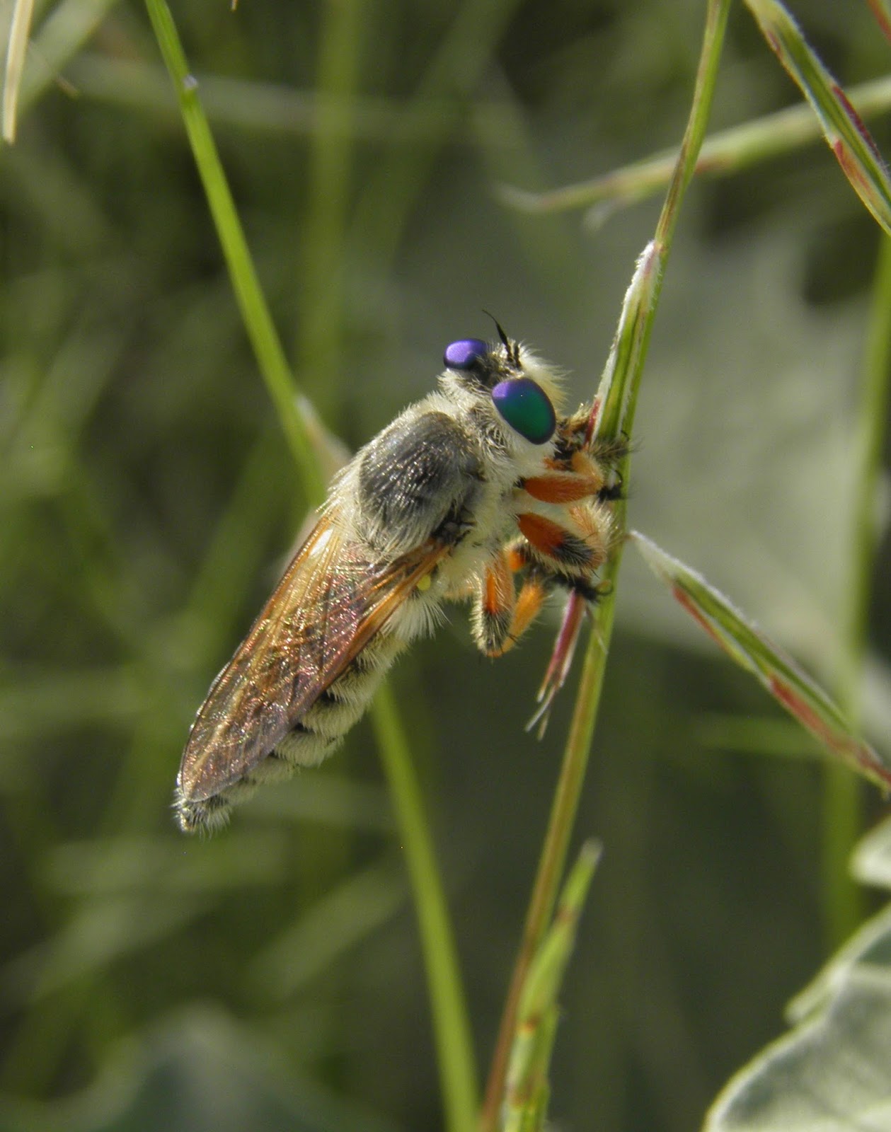 Arizona: Beetles, Bugs, Birds and more: Insects at the Gravel Pit in Marana