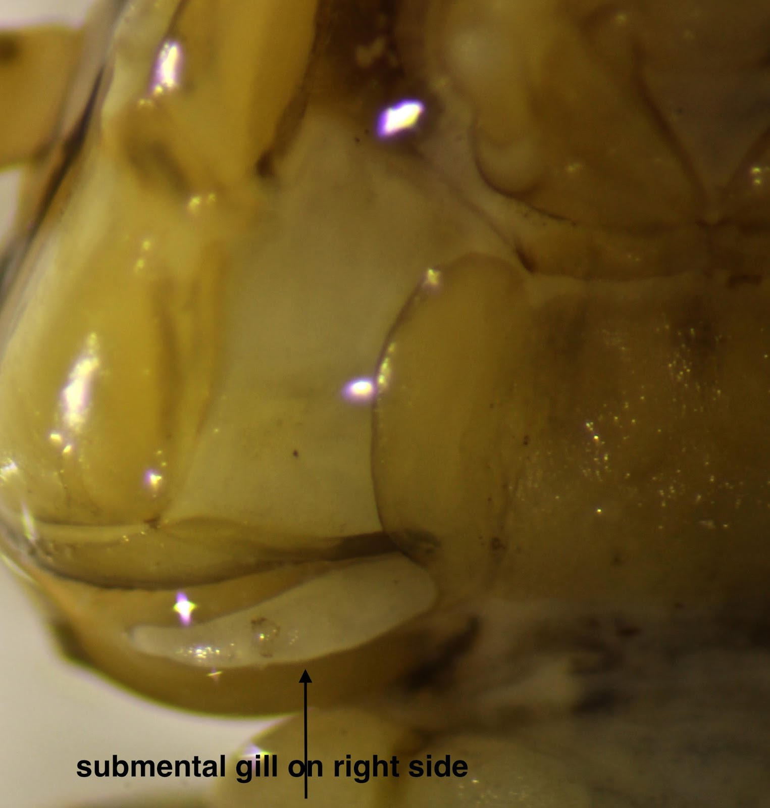 Aquatic Insects of Central Virginia: An Isogenoides Perlodid: but is it ...