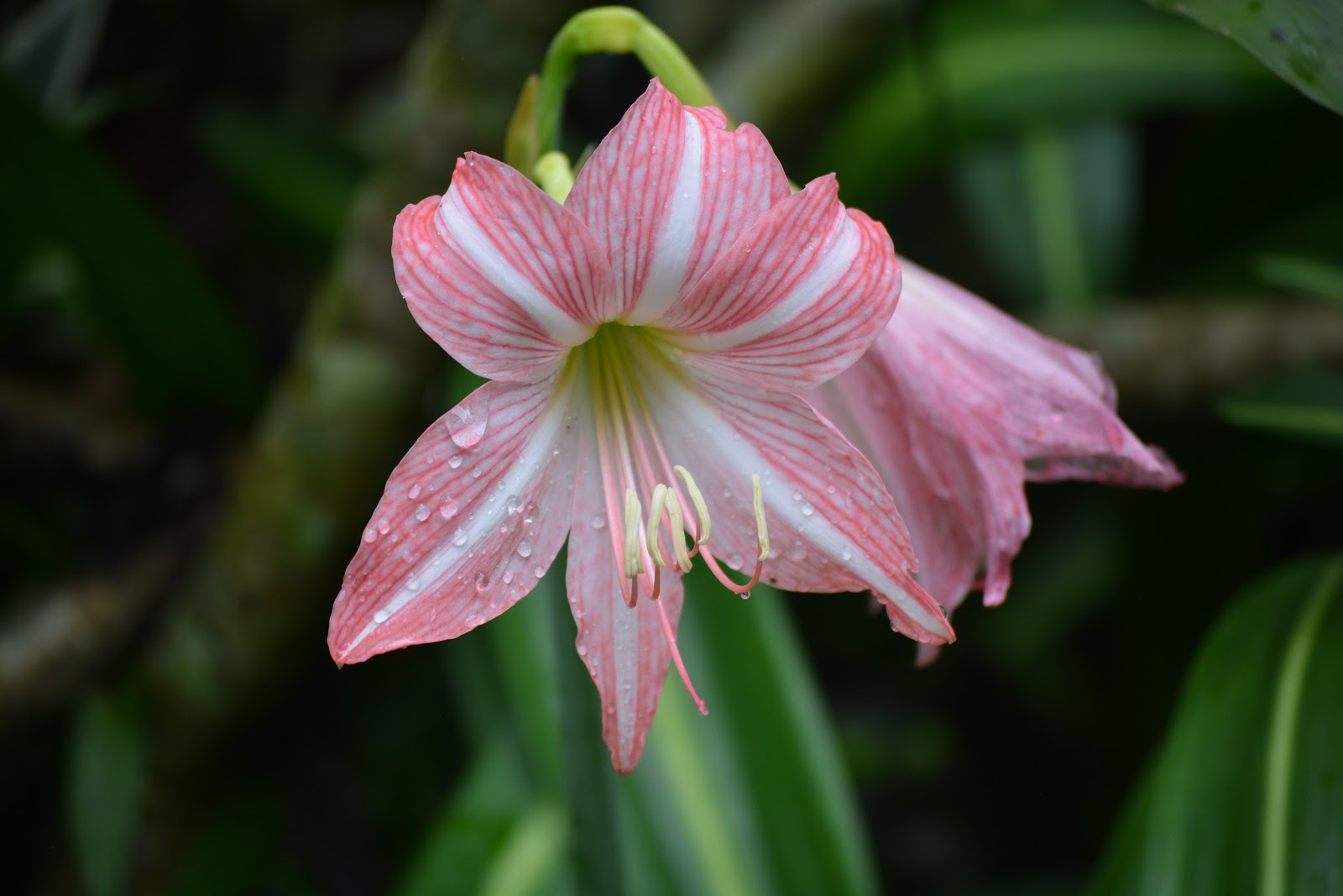 nama latin bunga amarilis - Amelia Hamilton