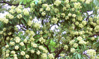 Seeks Ghosts: India’s Traditional Ghost Tales