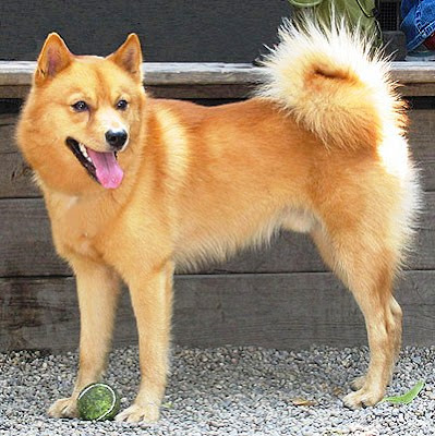 About Dog Finnish Spitz