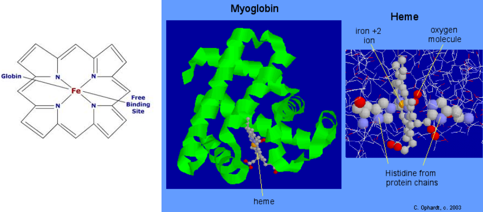 học Y: 03 hoá học acid amin-protein & hemoglobin