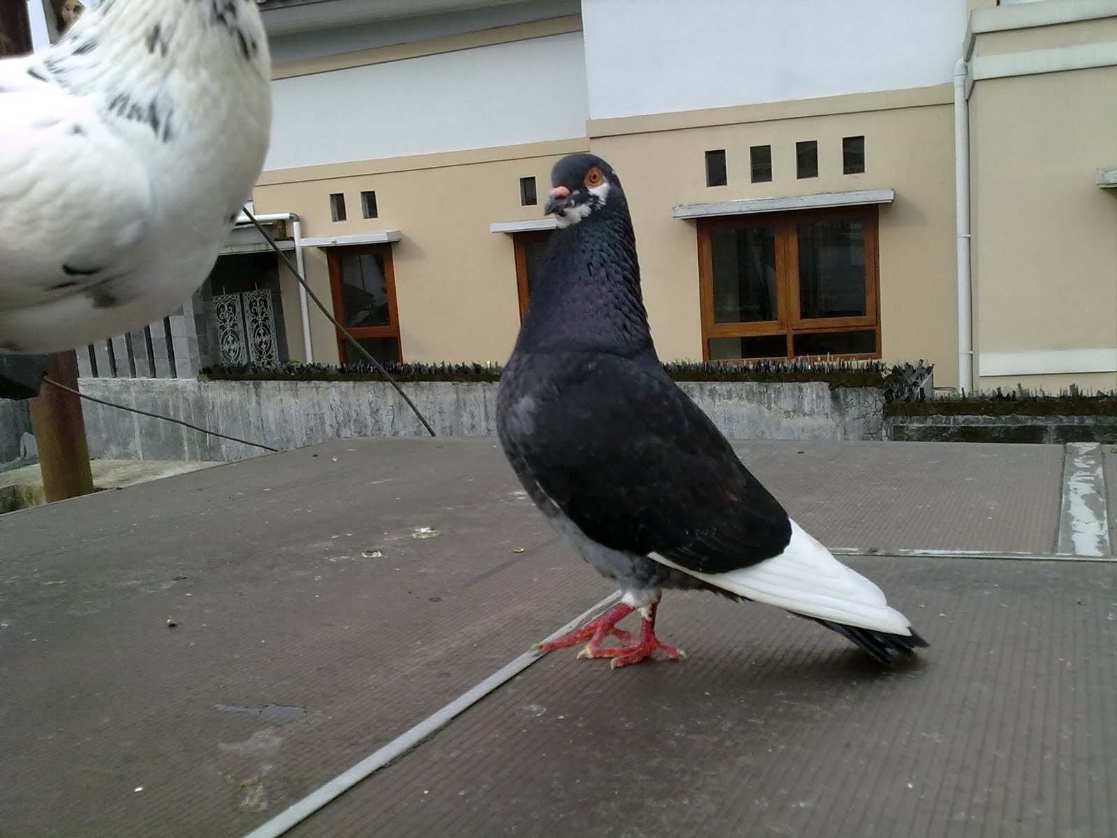 Cara memilih merpati Juara ~ AAN CLEVER