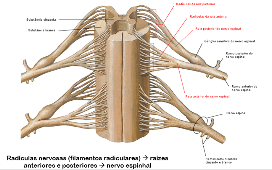 Plantando Ciência: Introdução à neuroanatomia: Medula Espinhal