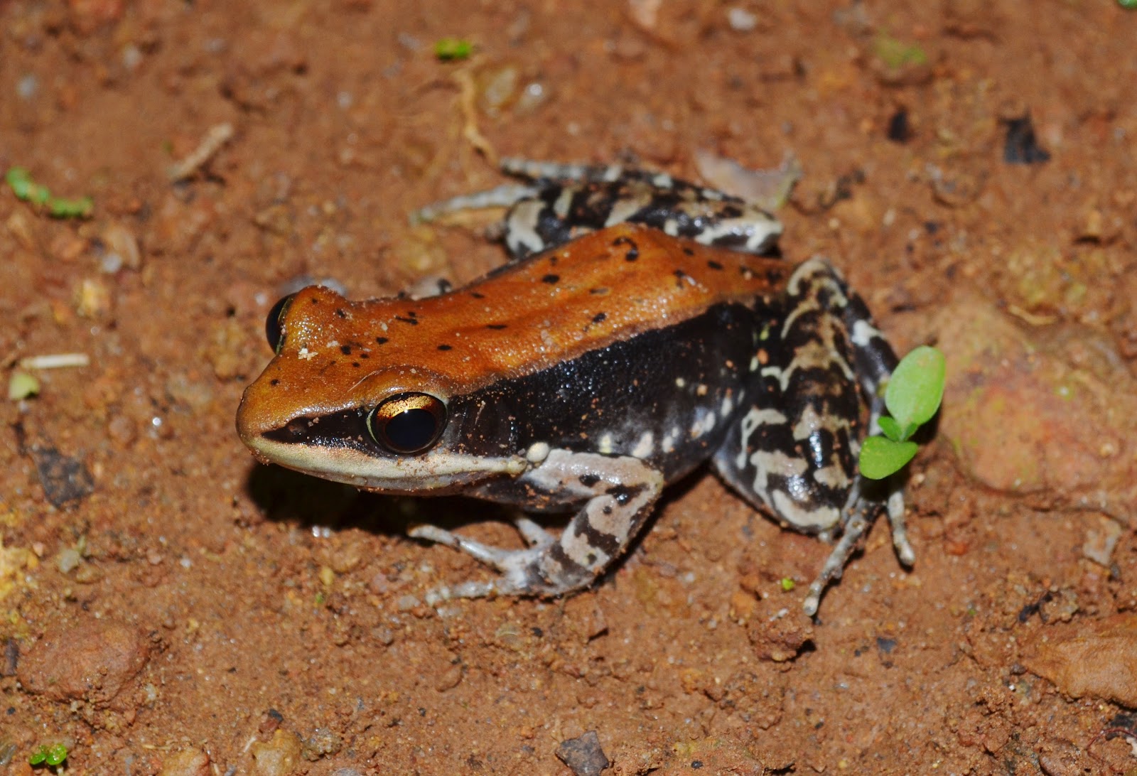 Photography & Me: Big Frog, Orange Frog, Forest Frog