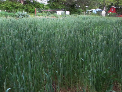 5 Acres & A Dream: Winter Wheat Update