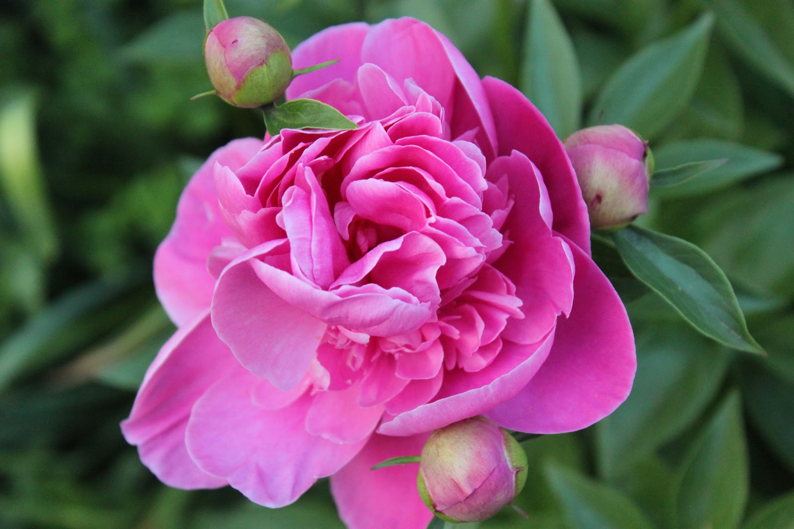 Pat's Addition: Peony Patch Glory