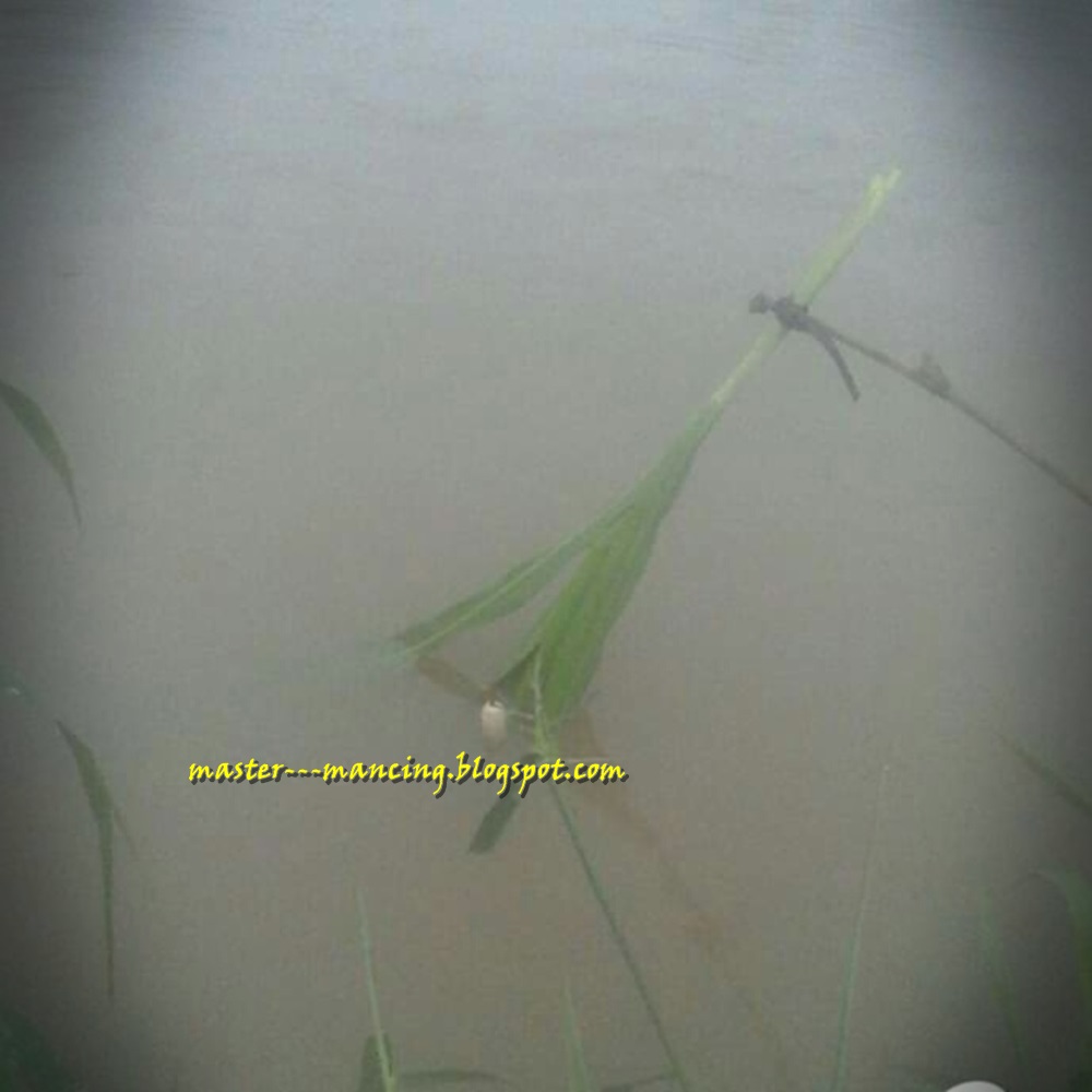 Master mancing: Umpan Rumput, Suket Cara Mancing Ikan Nila