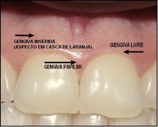 Prateleira do Dentista: Histologia e Embriologia Oral: Periodonto de ...
