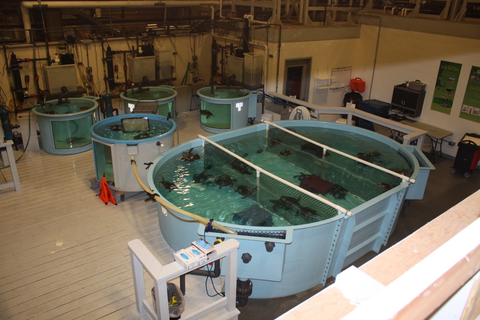 Marine Animal Rescue Team Blog