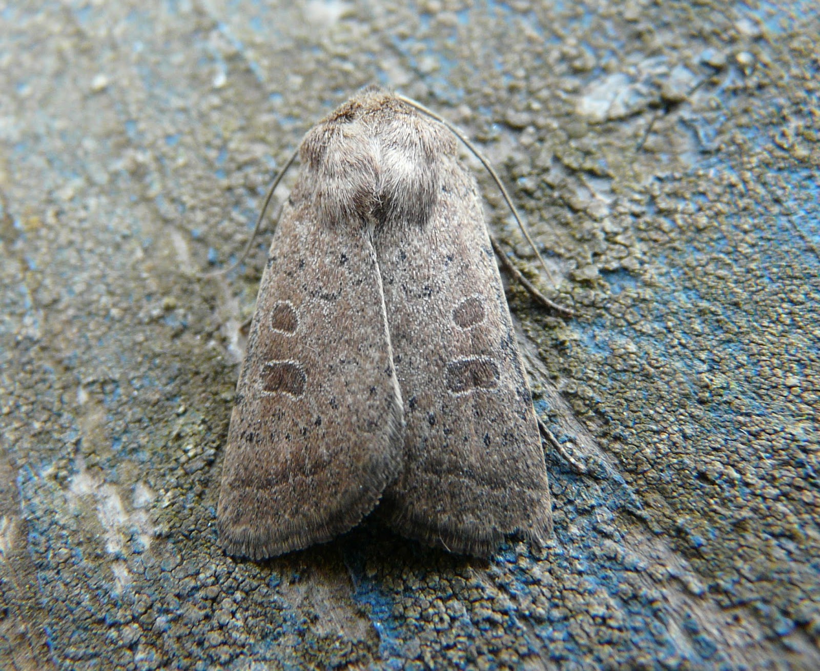 birdingexmouth: Aquatic Moths