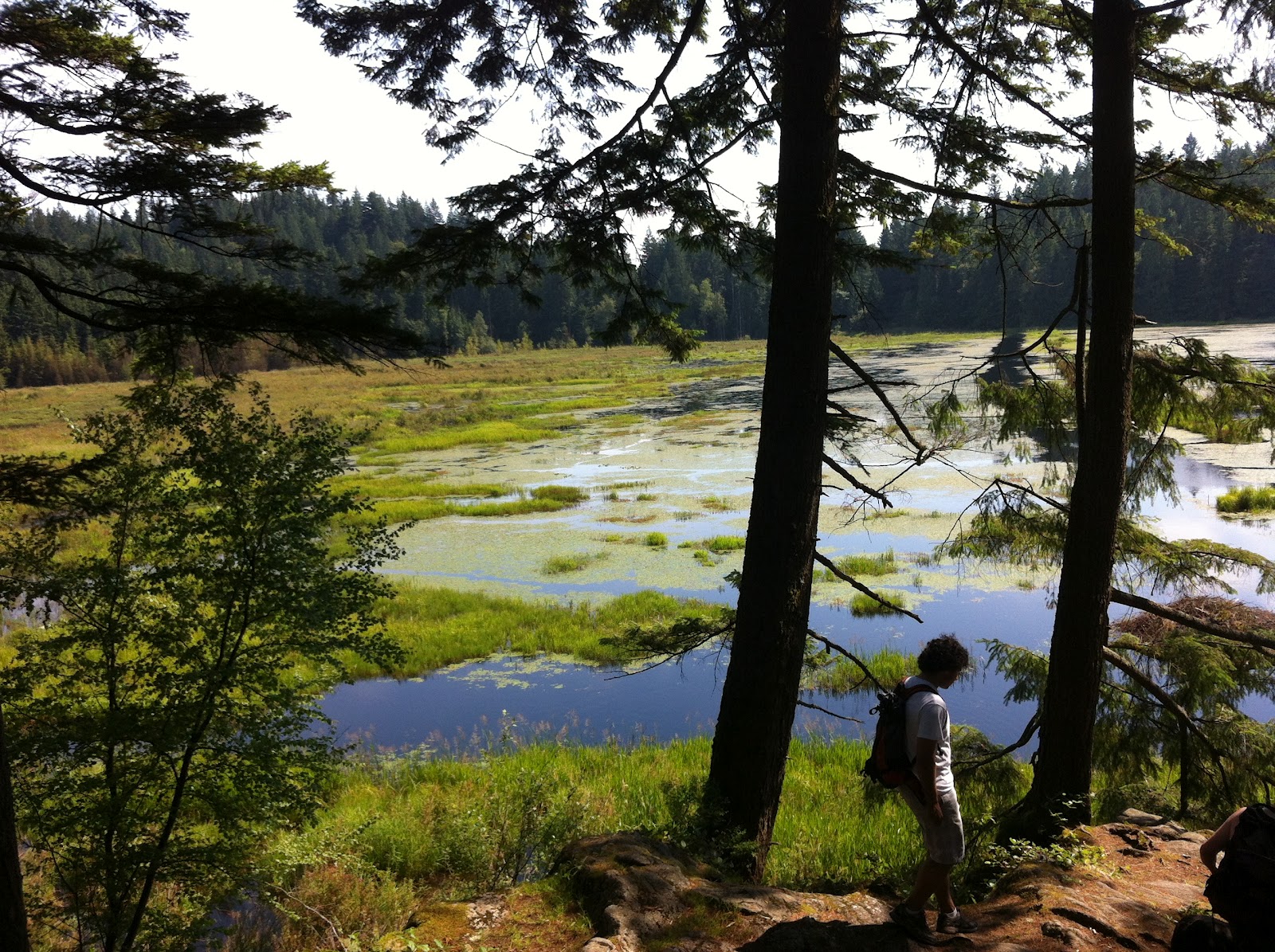 Taraxacum officinale: Hike: Minnekhada Regional Park