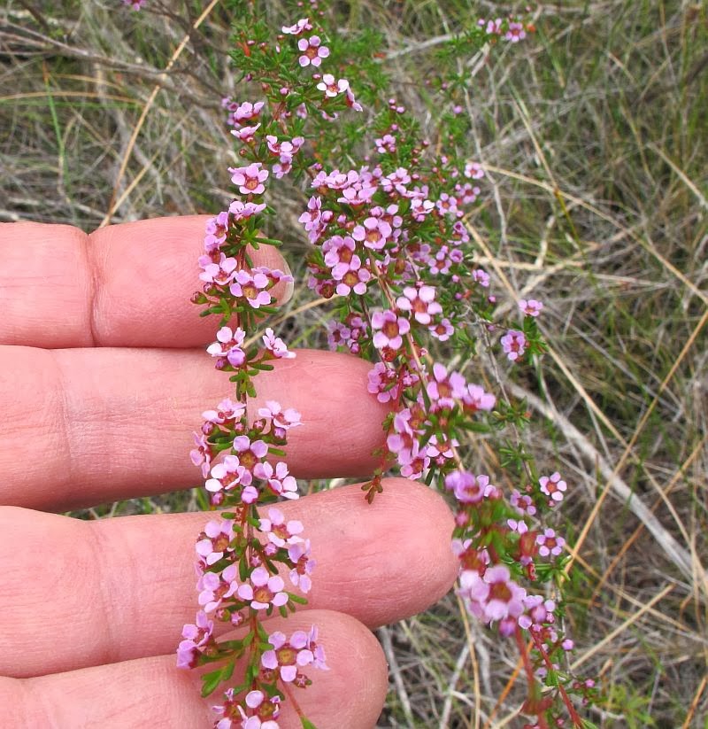 Esperance Wildflowers: Astartea astarteoides – False Baeckea