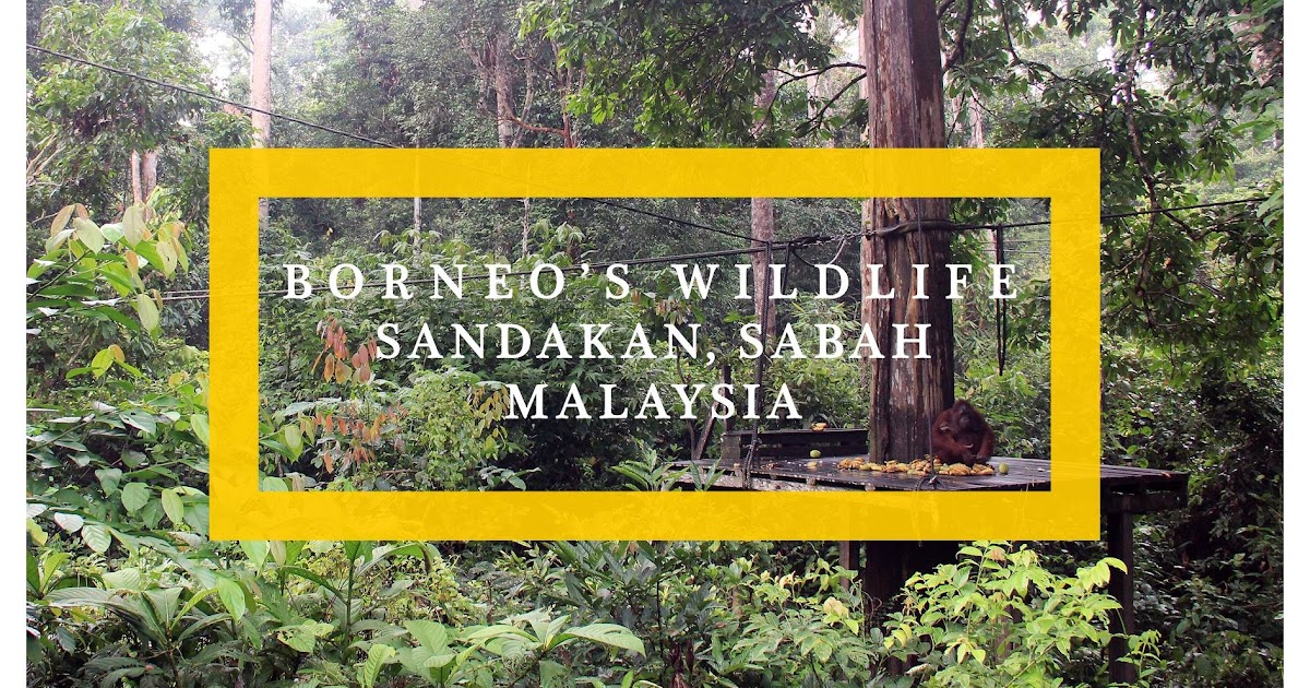 Saving Borneo’s Wildlife: Sabah’s Top Animal Centres - Ramble and Wander