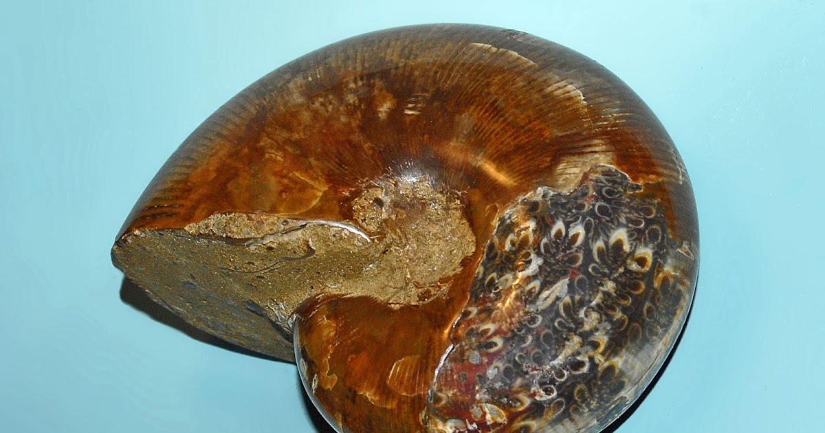 Variety of Life: Phylloceratidae