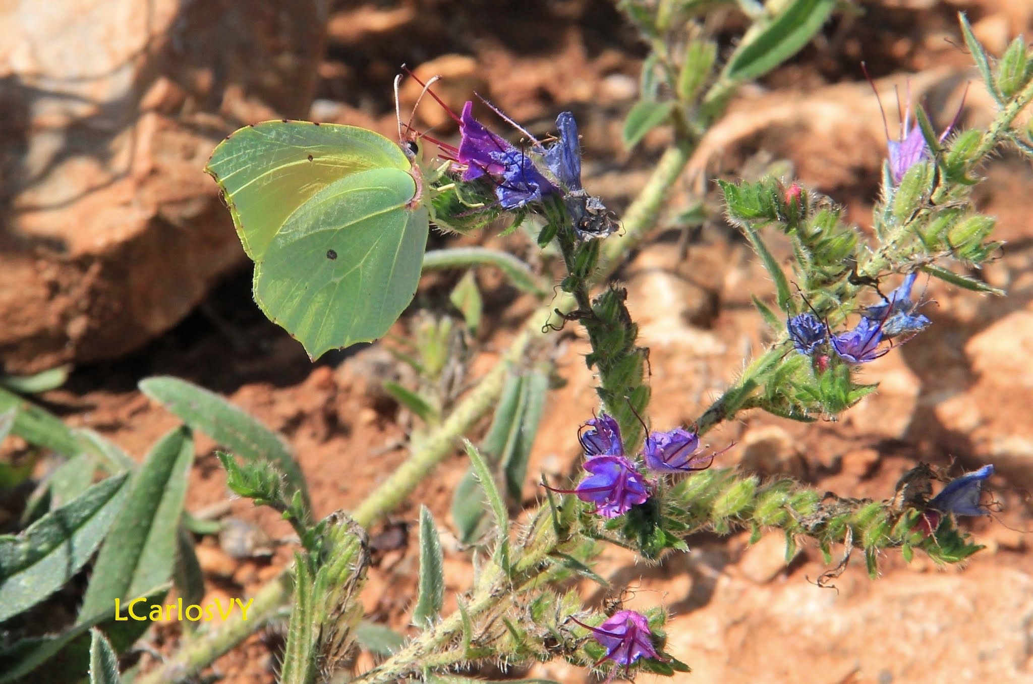 Plantas silvestres de Asturias: Viborera - Echium vulgare