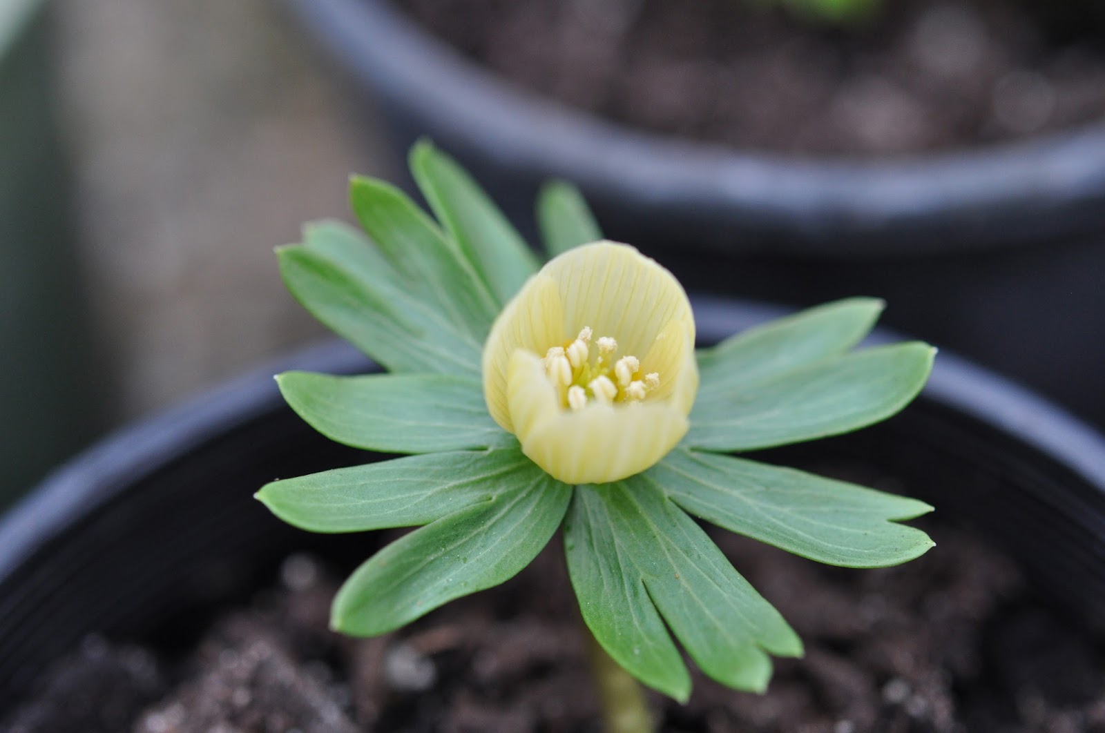 Alpine Garden Society Victorian Group: Eranthis known as 'The Winter ...