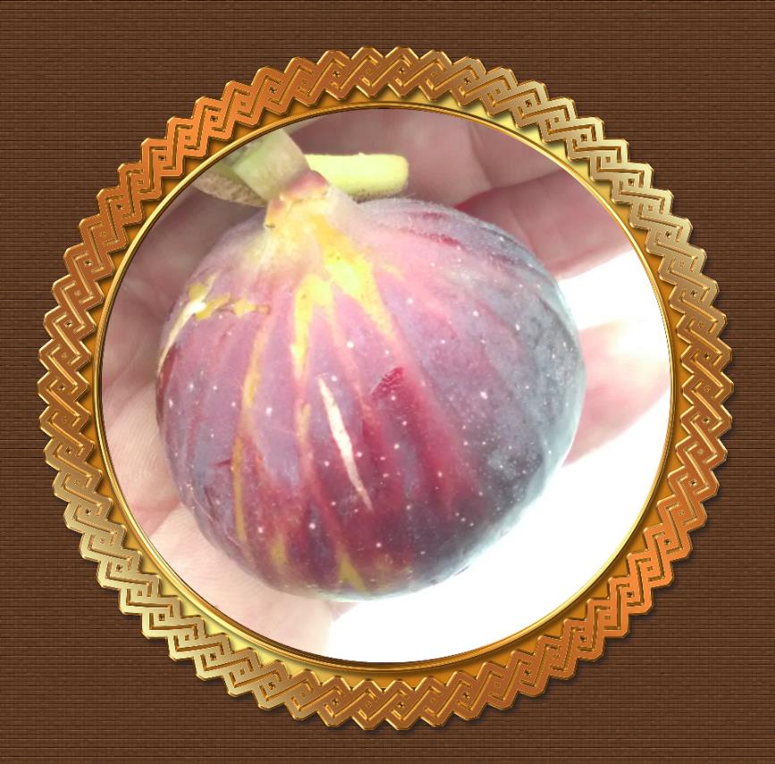 Matrix Fig - Var Tin