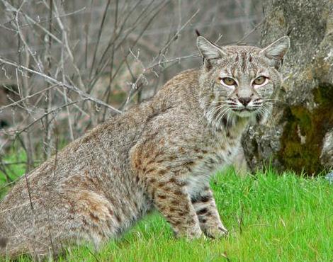 Life on the Hill: Wildlife Wednesday