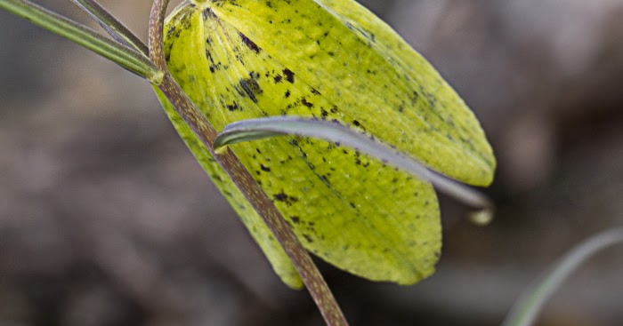 About Health: Fritillaria
