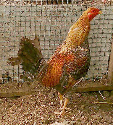 Breed Savers: Standard Old English Game Fowl