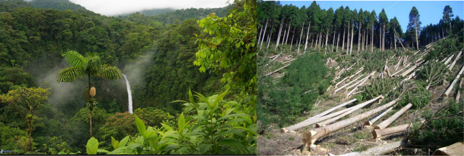 Science Engineering & Sustainability: 10 countries that deforest the most