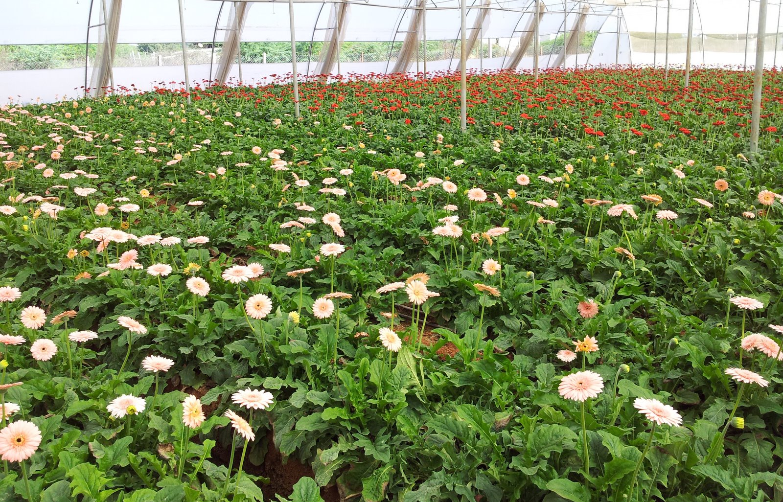 Fresh Into Floriculture Latest Pics From The Farm fresh-into-floriculture-latest-pics-from-the-farm
