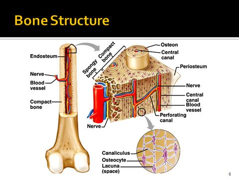 Ison Human Biology: Module 7 Notes: Skeletal System