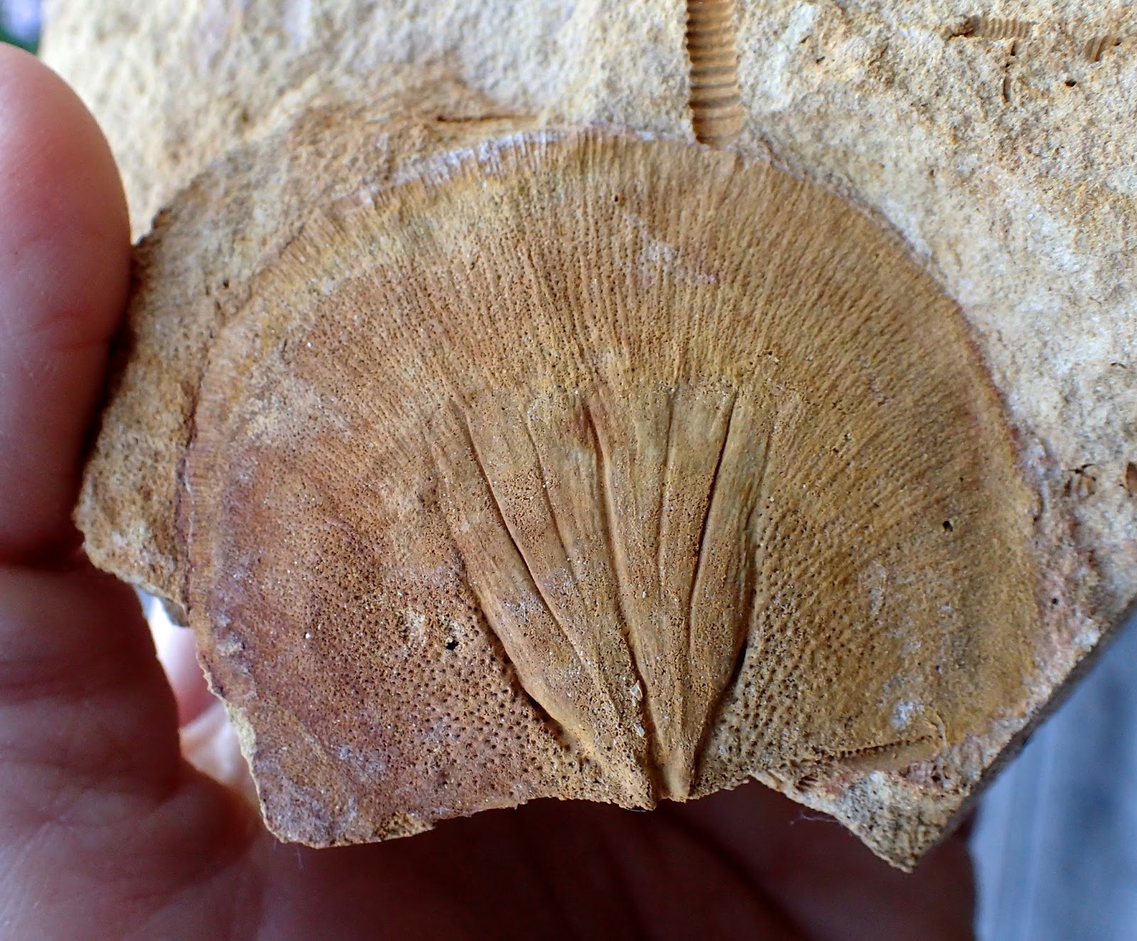 Zookeeper Fossils: West Virginia: Fossils May Trump Arrowheads