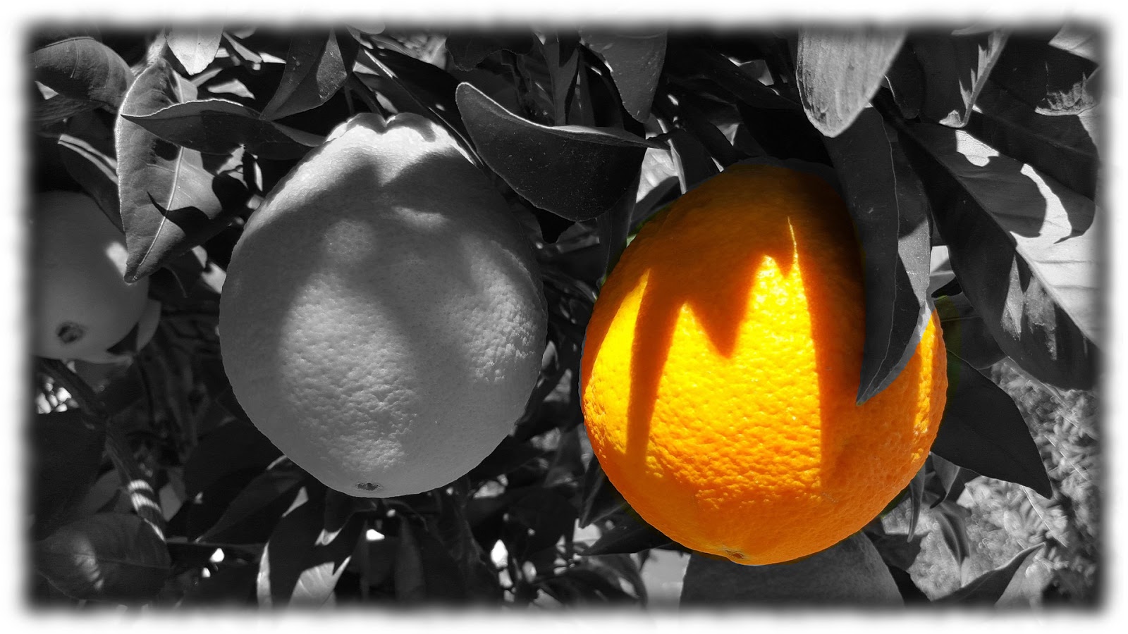 L'Aula de Núria: La Taronja és Vida