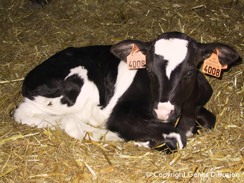 VACHES SACREES: VEAUX