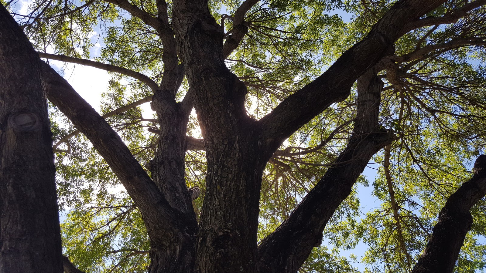 HRodenberger's Blog: The Trees of Kuroda Field