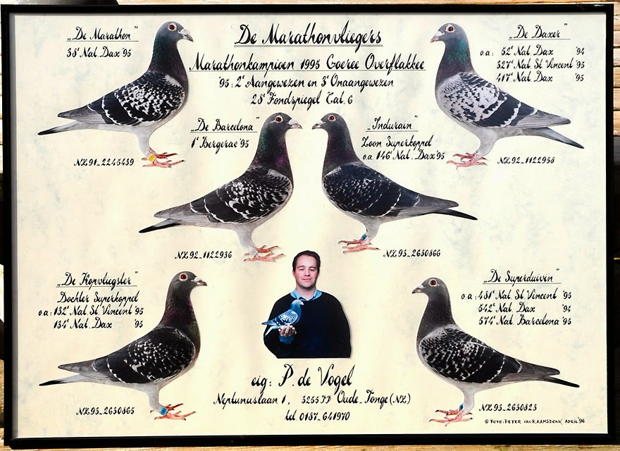nieripigeons USA racing pigeons: Los Jan Aarden de Piet Laseroms.