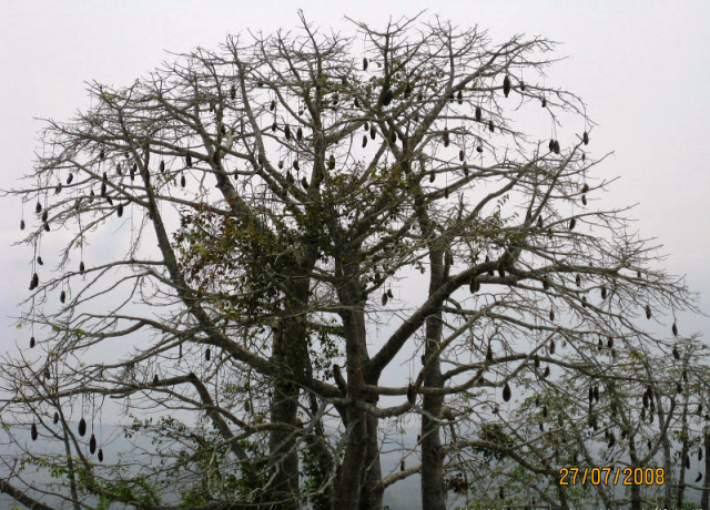 tropicalia: "baía e cidade do enclave de Cabinda"