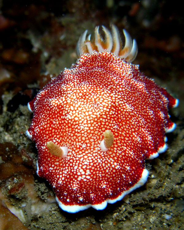 Real Monstrosities: Chromodoris reticulata and the disposable penis