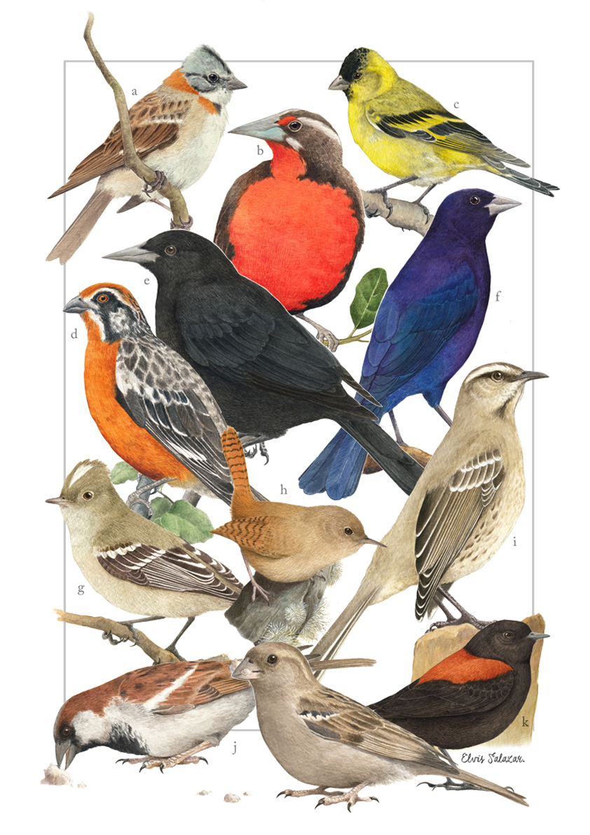 Elvis Antonio Salazar Jorquera - Paseriformes de Santiago de Chile