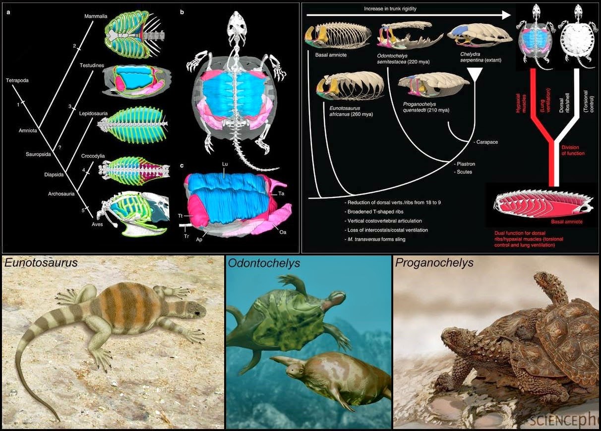 Evolution Of Turtles