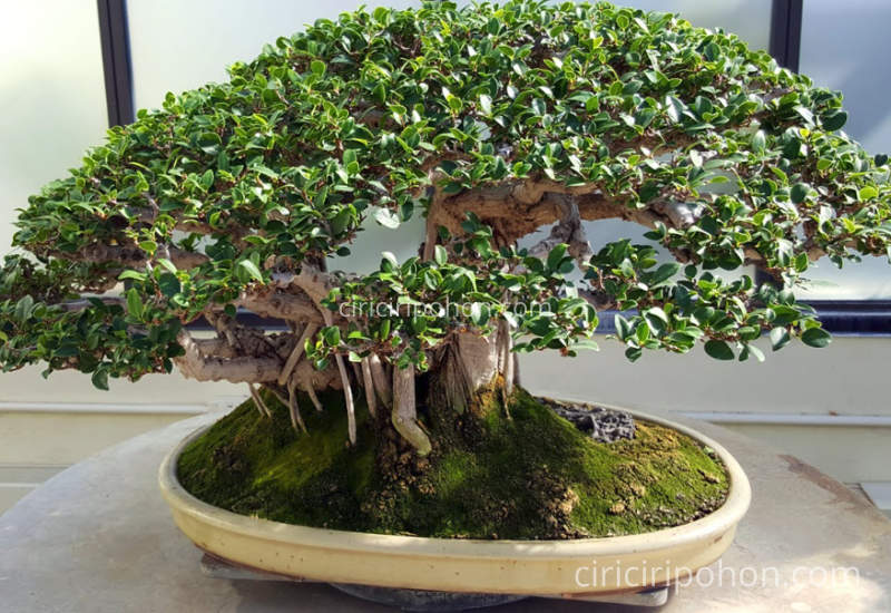 Ini Deretan Kelebihan dan Kekurangan Bonsai Beringin - Ciriciripohon.com