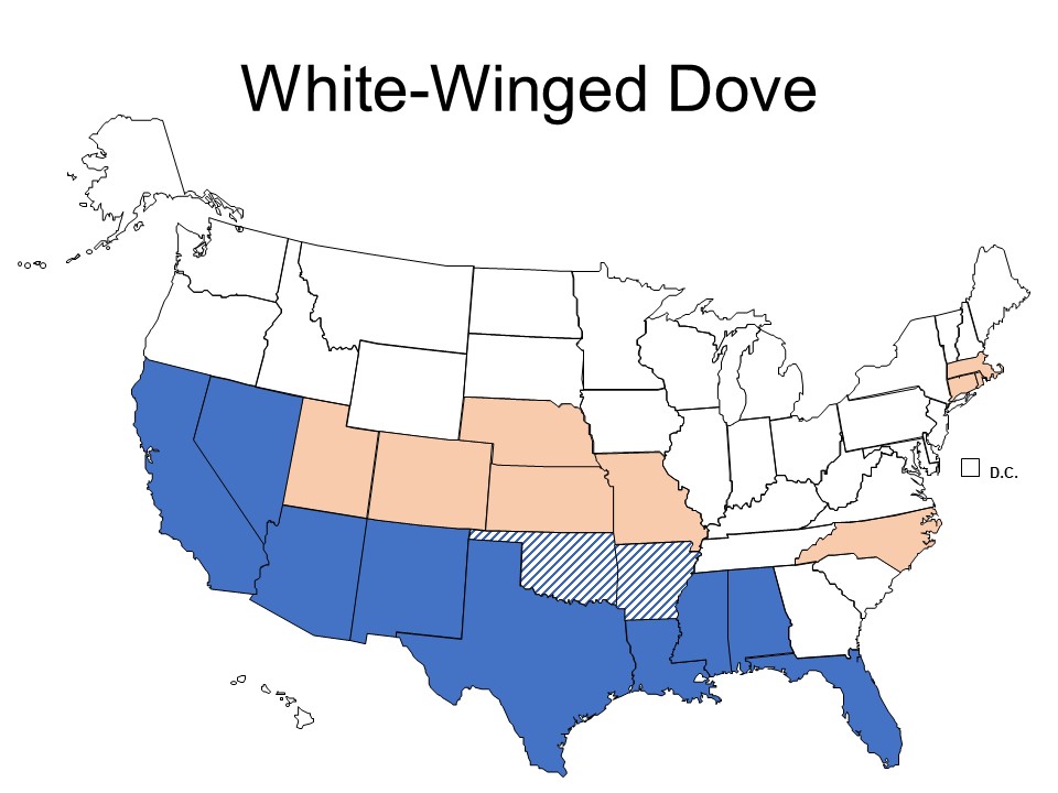 State Birding: My First Real Rarity for the Yard – White-winged Dove ...
