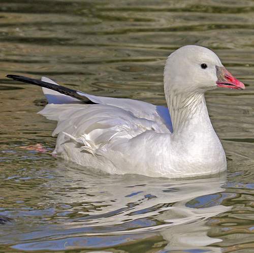 Ross's goose | American birds | Birds of India | Bird World