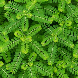 Benefits of phyllanthus niruri (keezharnelli) - NATURE SCIENTIST