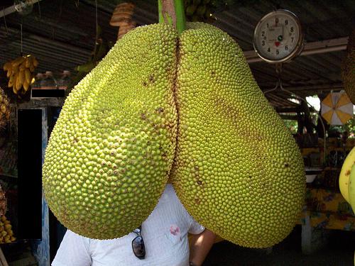 Frutal Vegetal: Yaca: Gran Fruta (1 parte)