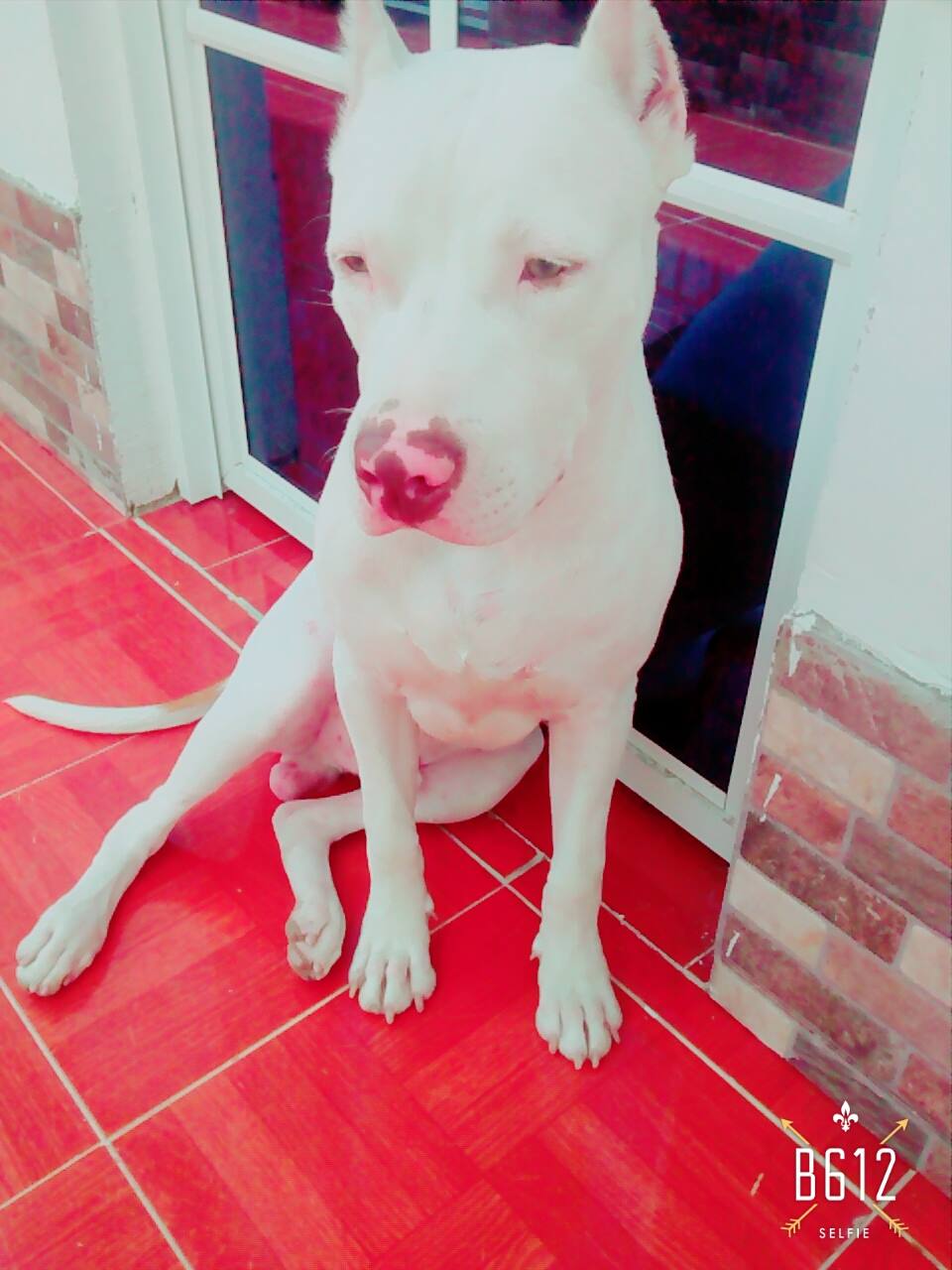 EL PASEO CANINO (Santa Marta): Pitbull´s