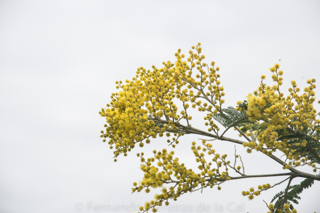 Fauna e flora galega: Mimosa * INVASORA